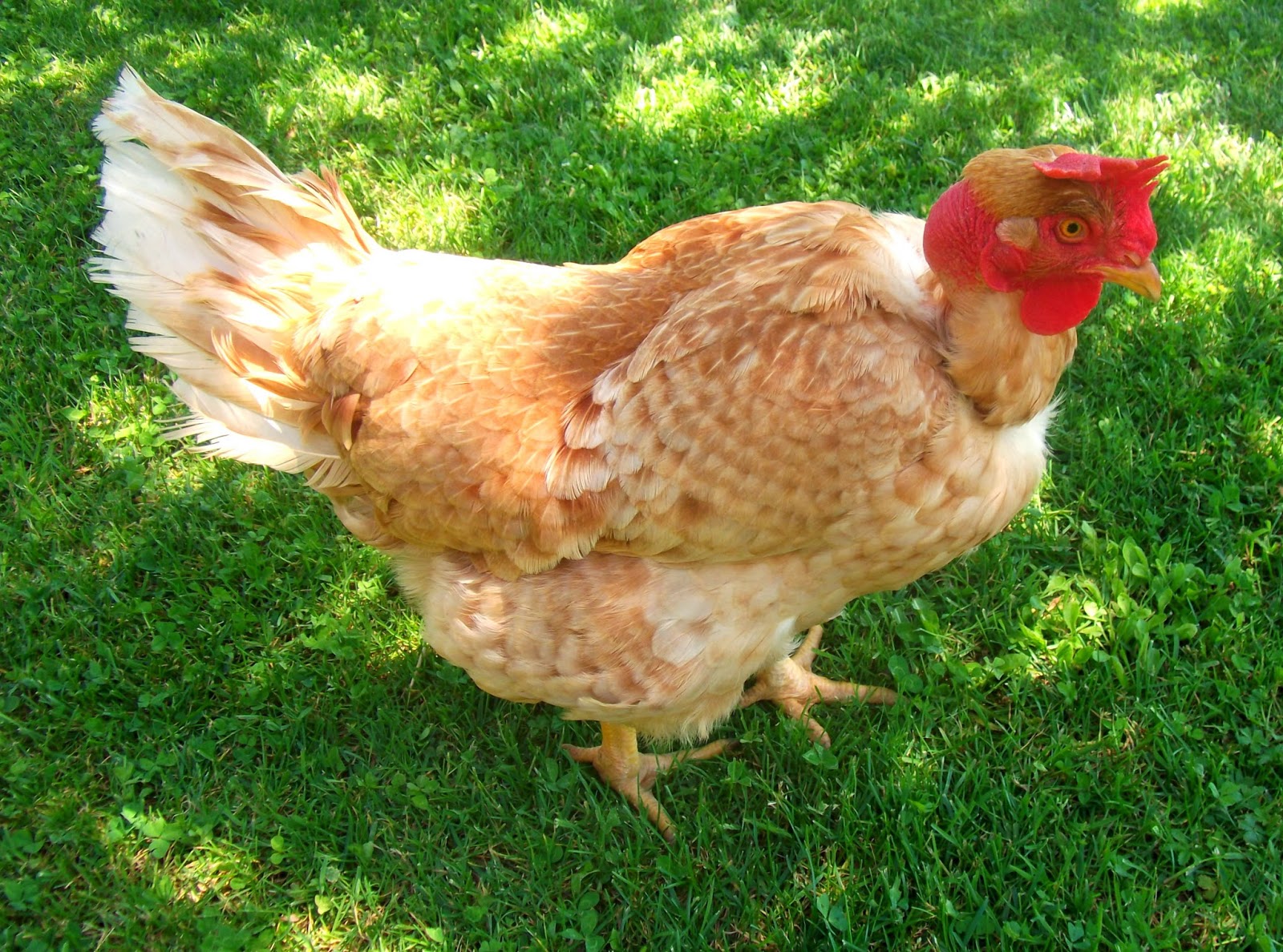 Magnon's Meanderings: Hens.