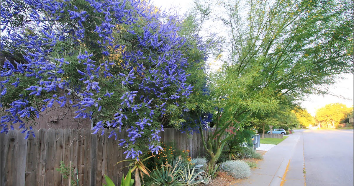 Blooming chaste tree: perfect foil for agaves and aloes