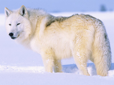 Arctic Wolf | The Life of Animals