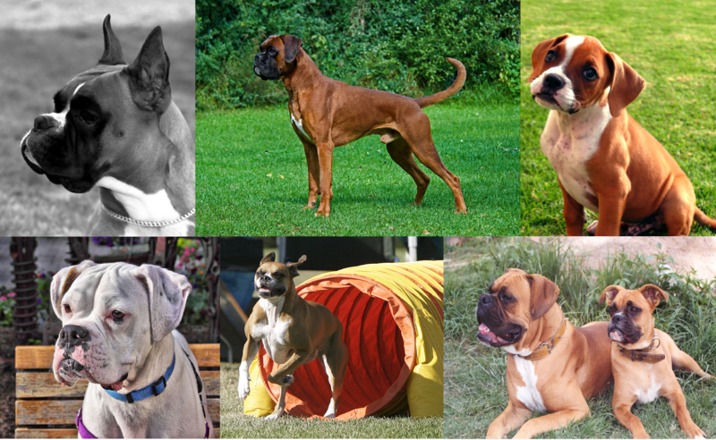 DOG'S WORLD: BOXER ALEMAN (BOXER)