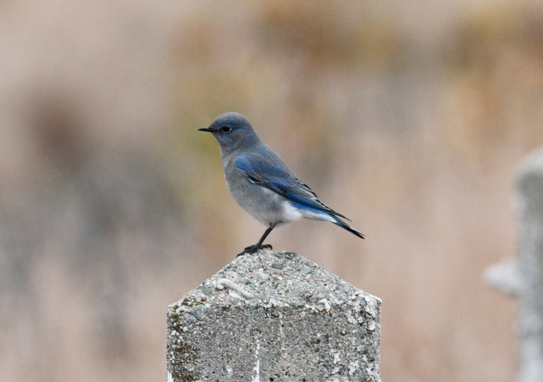 Pioneer Birding: MA - Mountain Bluebird continues, plus harriers and ...