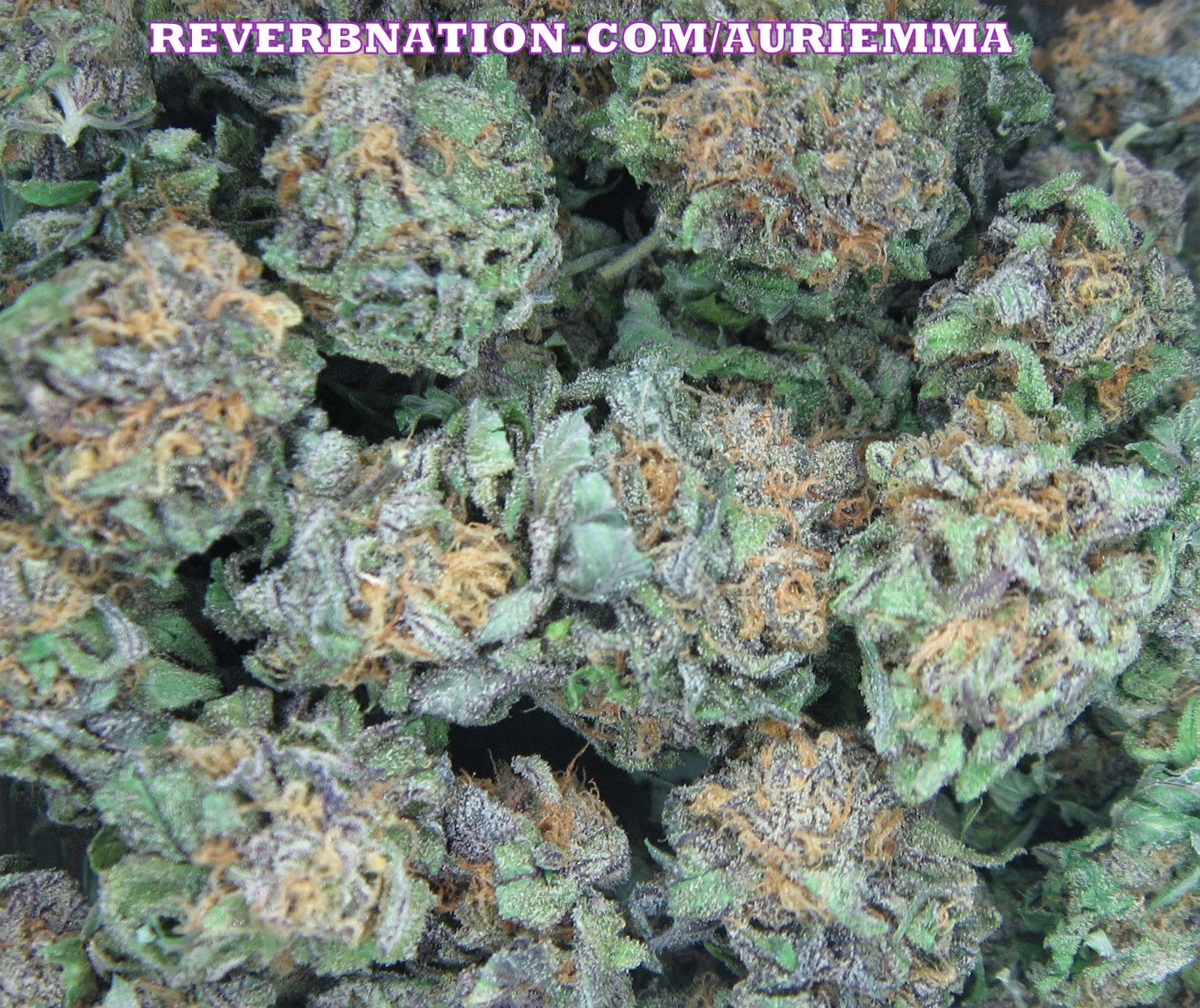 smokeeverytimeandeverywhere: marjiuana