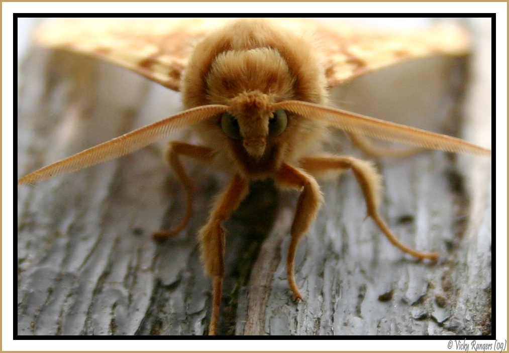 La faune et la flore du Québec en photos: Papillons