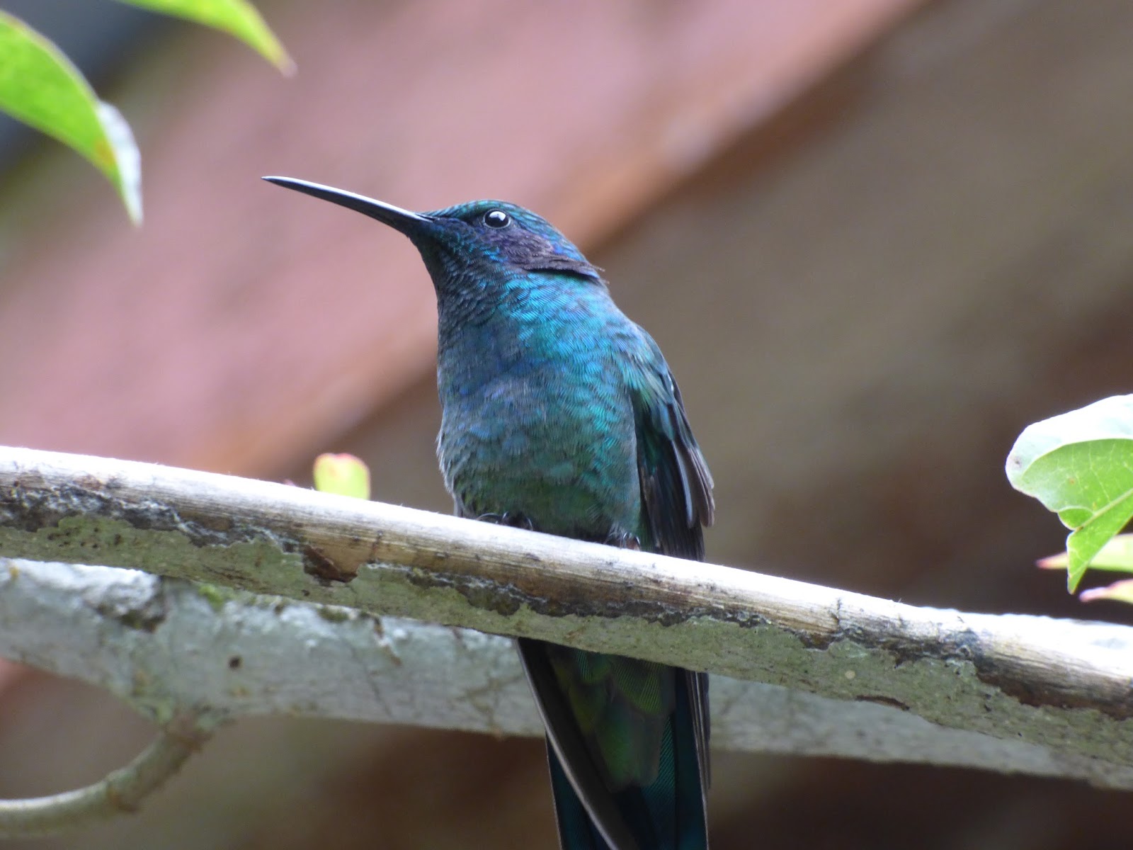 Fauna y Fotografía: Último día en Monteverde II: El Paraíso de los ...