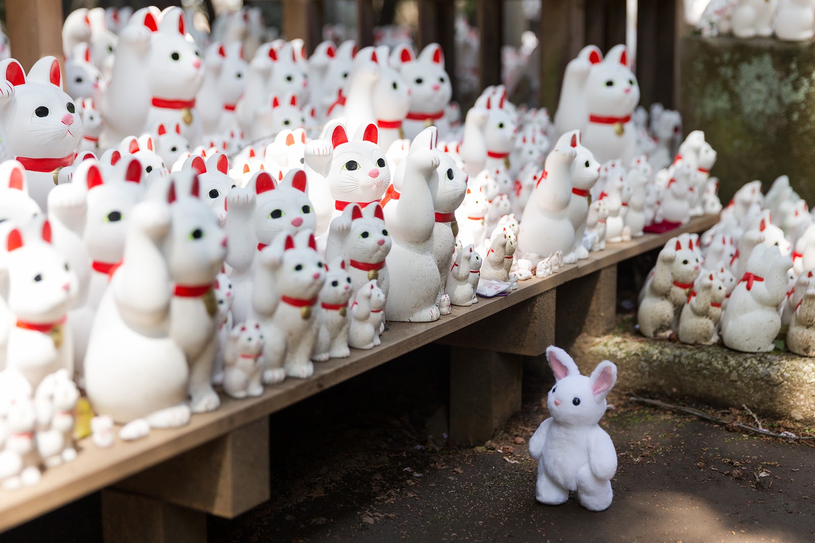 A Visit to Gotokuji Temple - Mia Rabbit
