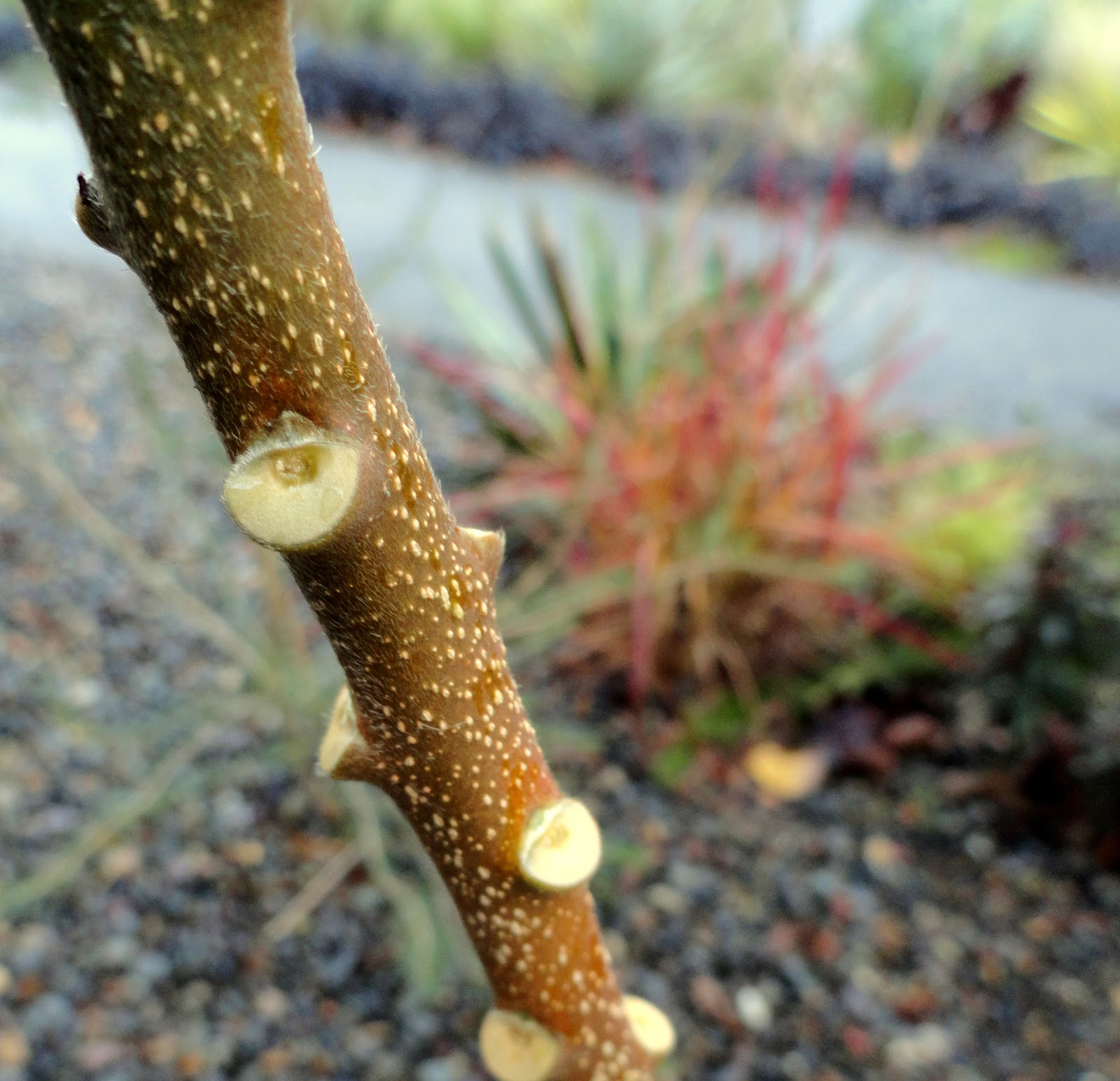 danger garden: Edgeworthia chrysantha…my favorite plant in the garden ...