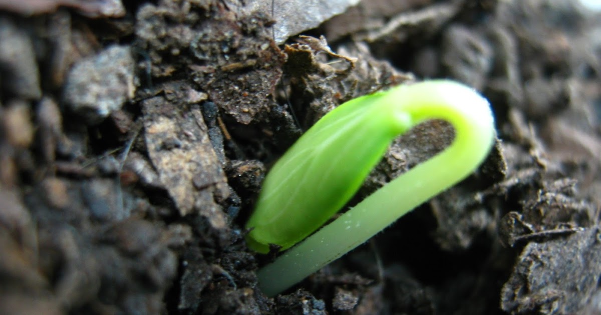 ¿Que es un árbol? - DENDROLOGIA PARA LA VIDA