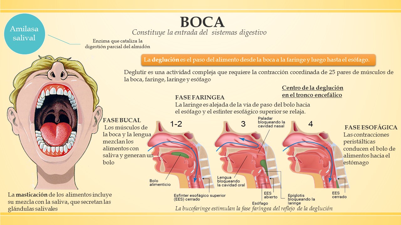 Blog de Evidencias de Fisiología Médica: BOCA-ESÓFAGO-ESTOMAGO