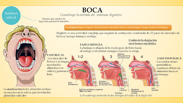 Blog de Evidencias de Fisiología Médica: BOCA-ESÓFAGO-ESTOMAGO
