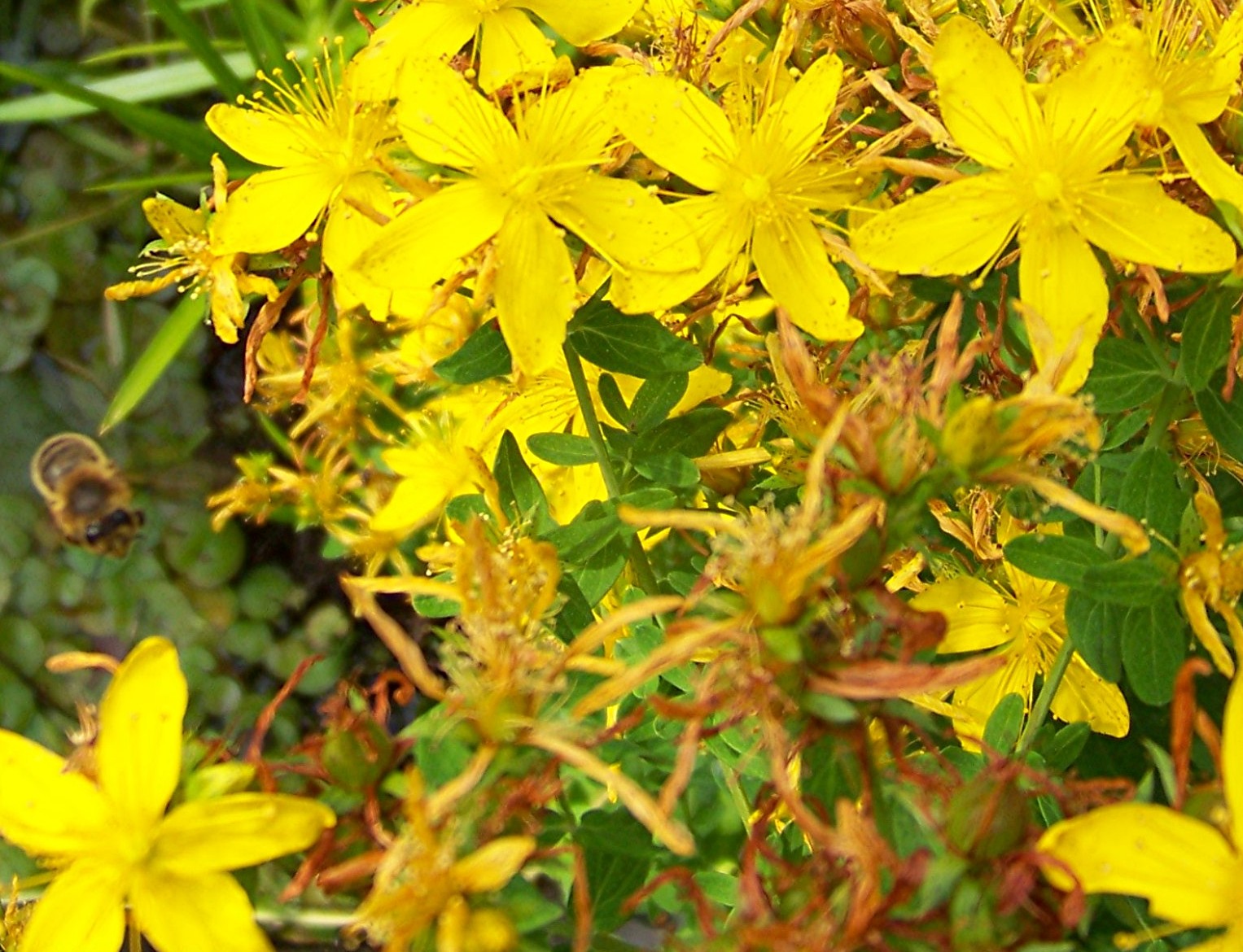 IVN-Bijentuin: Hypericum perforatum (Sint Janskruid)