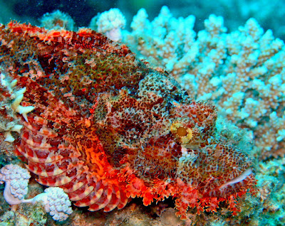 The paradise of the Red Sea: The paradise of the Red Sea