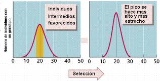 SELECCIÓN NATURAL: Desarrollo.