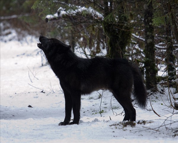 The rarest animals on the planet - the Black Wolf - My Interests