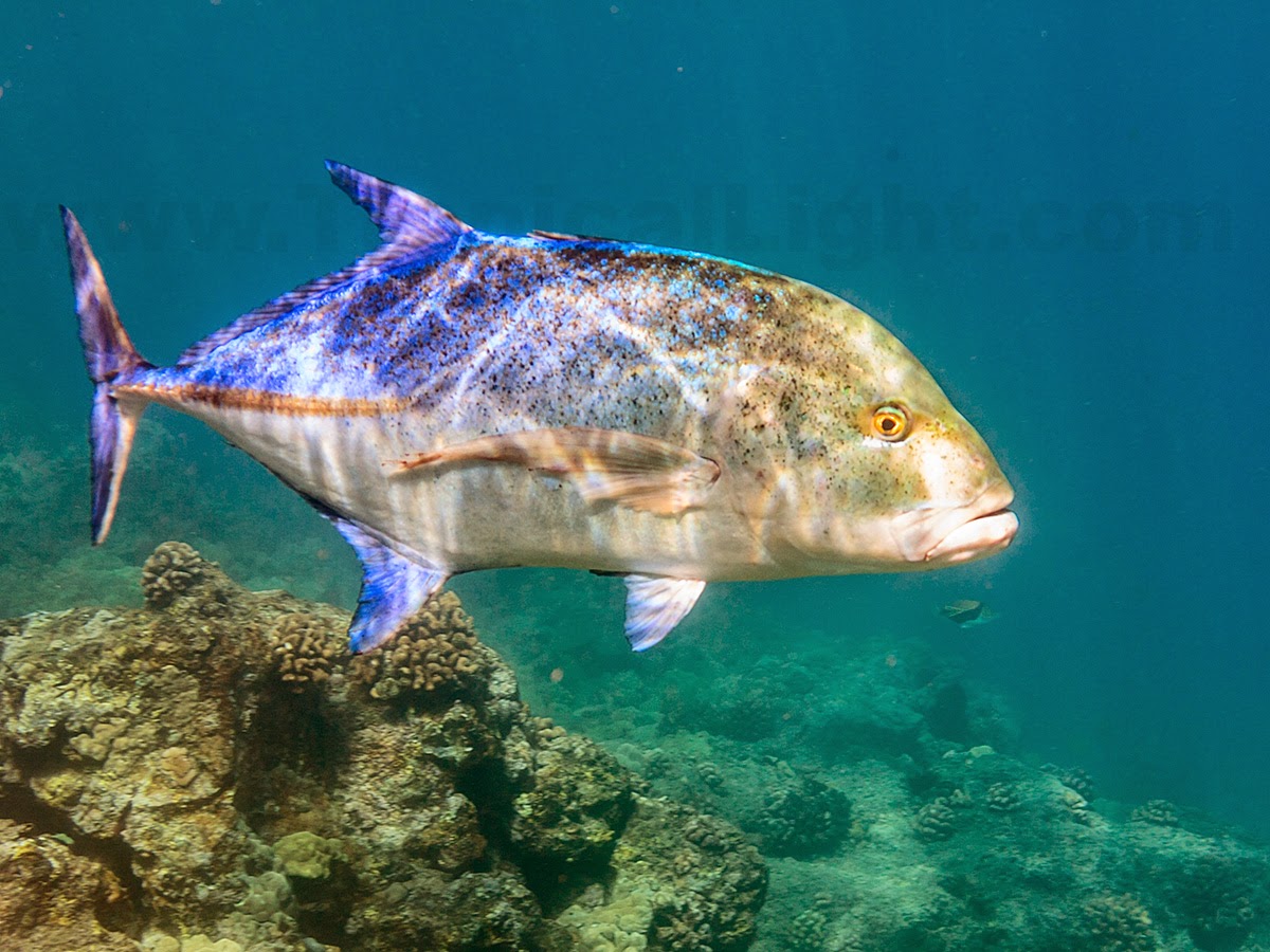 The Adventures of Maui Don - Dolphin Dude: Big Blue & Yellow Grandad