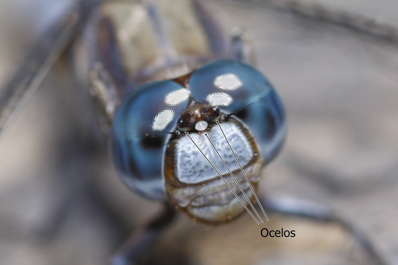 Libélulas en Gran Canaria: Los ojos de las libélulas