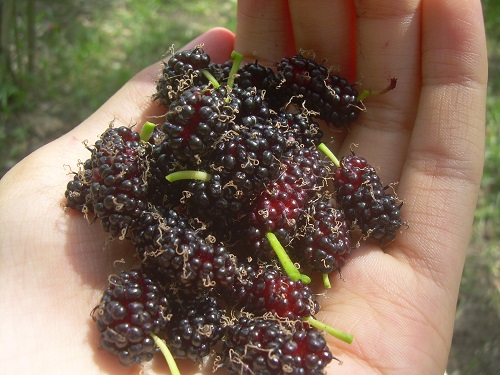 PHILIPPINE DESTINY: The Philippine Blackberry Bush