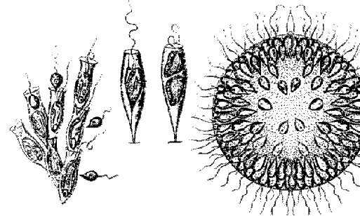 Sailent features and importance of chrysophytes.
