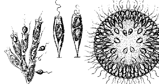Sailent features and importance of chrysophytes.