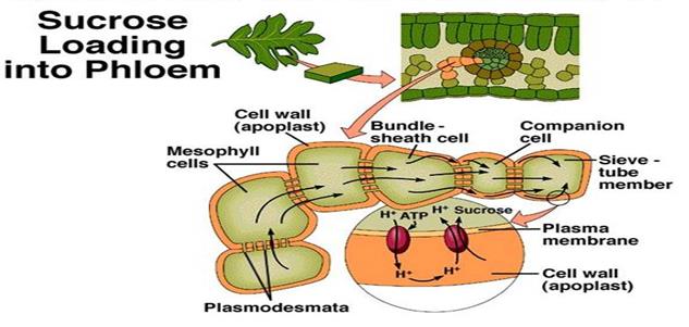 Translocation in Plants ~ Dhiraj's Blog