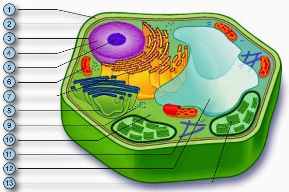 GENERAȚIA VIITORULUI : Celula vegetală