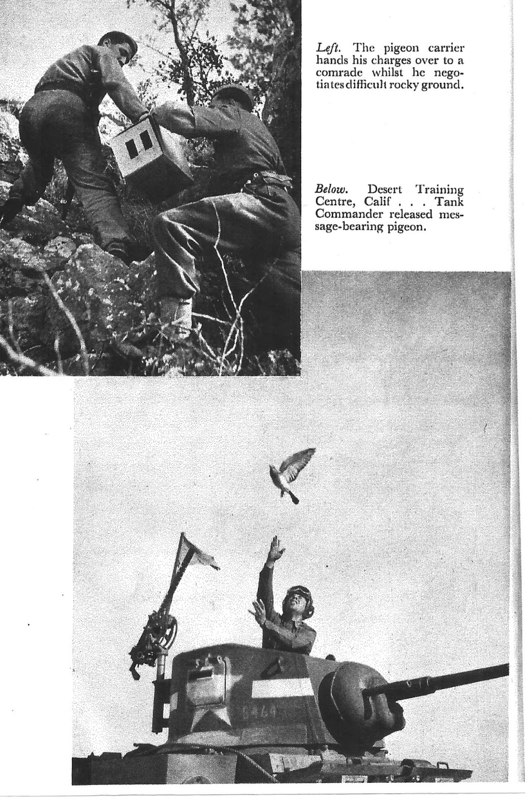 World War 2 History and the WW2 Pigeons: Pigeons in World War II by ...