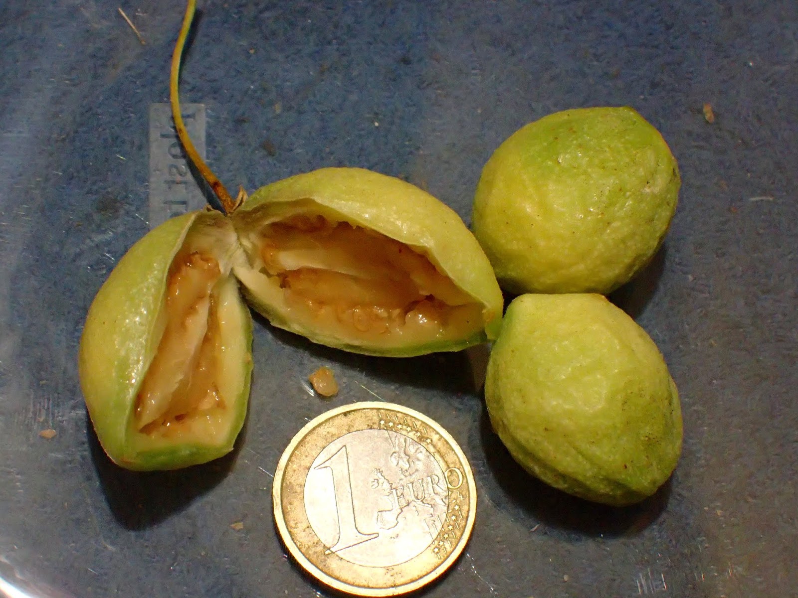 Scirpidiella's Plants: Hybrid of Hardy Tamarillo’s (Cyphomandra ...