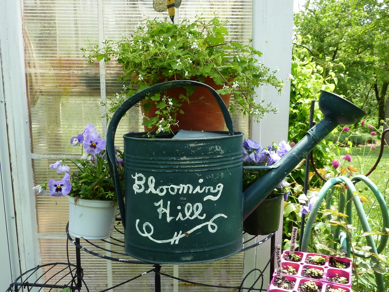 Blooming Hill Lavender Farm: The Art of the Watering Can