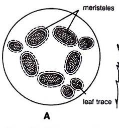 Department of Botany, Girraj Govt. College: Stelar Evolution in ...