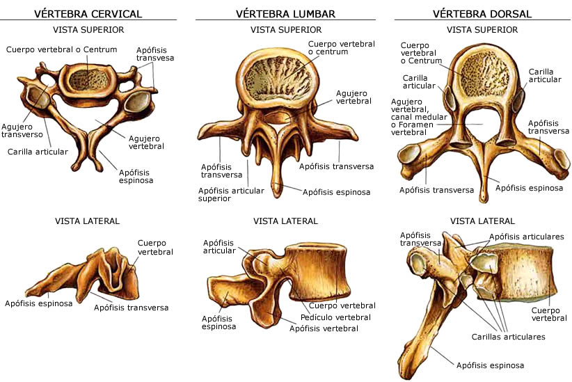 Kinesiologia: junio 2013