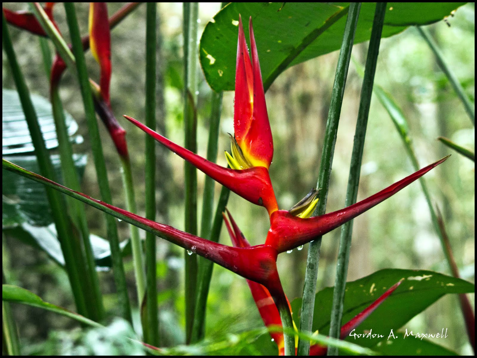 Vacation 2011: Flowers of Brazil