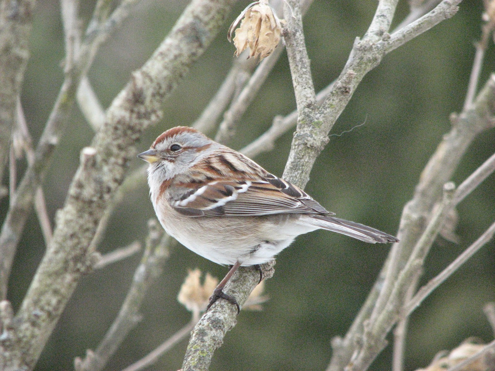 South Burlington birds: American Tree Sparrow photos | Litter with a ...