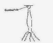 HSC BIOLOGY BY PROFESSOR MIZANURRAHMAN: Locomotion in Hydra