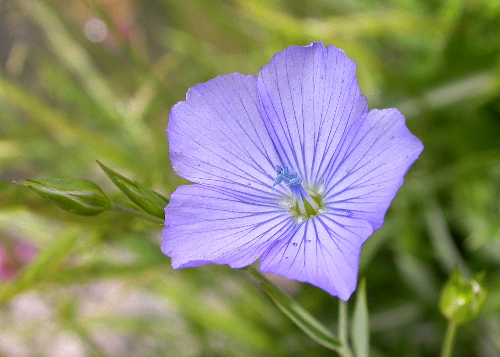 Species of UK: Week 61: Flax ('Linum usitatissimum')