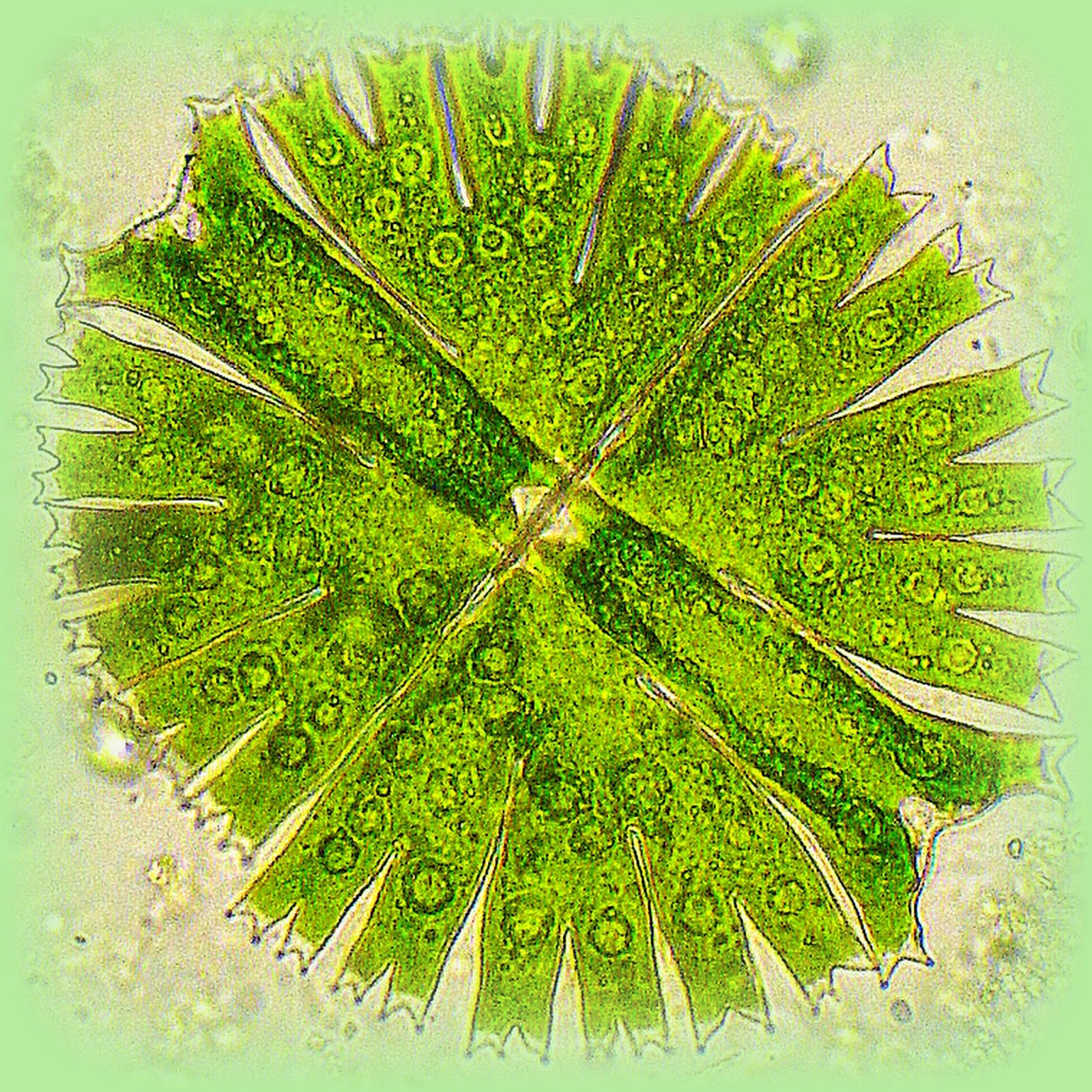 Cultivo de Microalgas em Fotobiorreatores: Reino Protista - Microalgas
