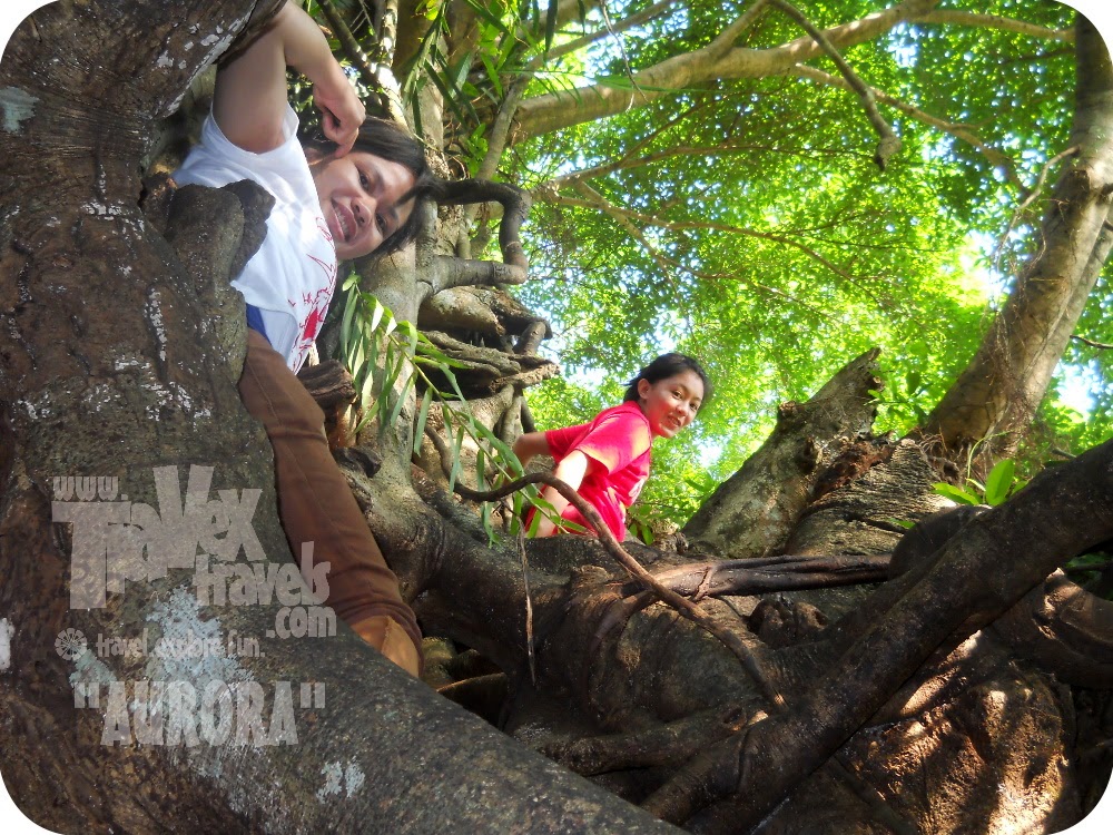 The Gorilla in Us! Climb the Balete Tree in Maria Aurora - Travex ...