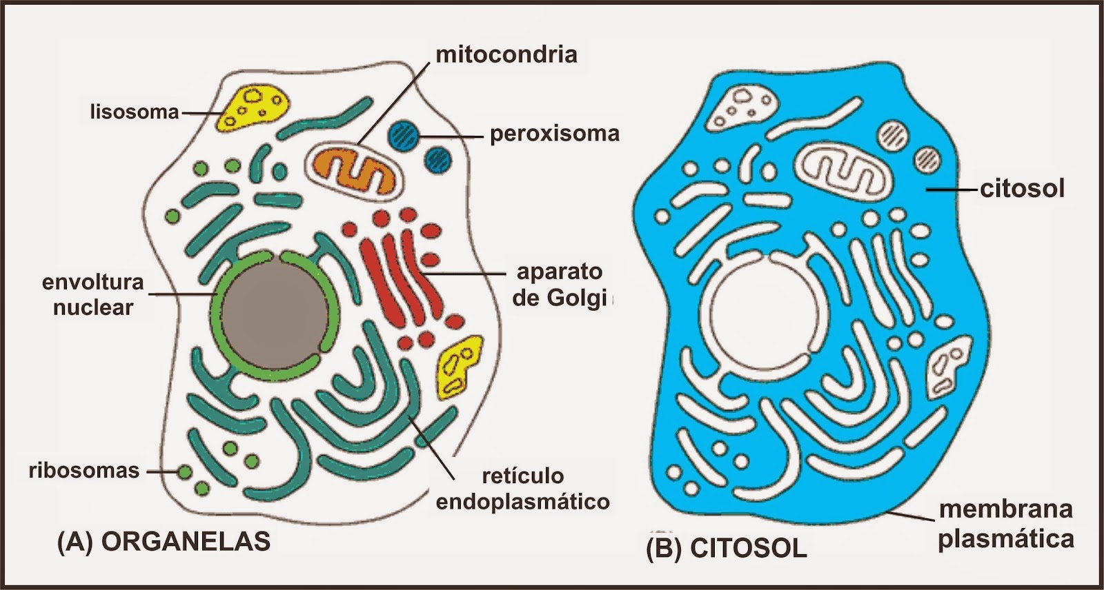 Citologia