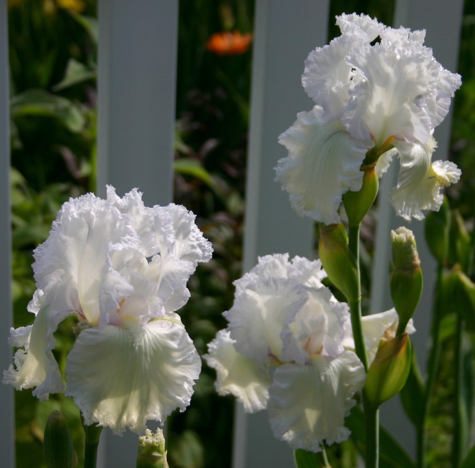 World of Irises: "Talking Irises" WHITE TALL BEARDED IRISES - "I'm ...