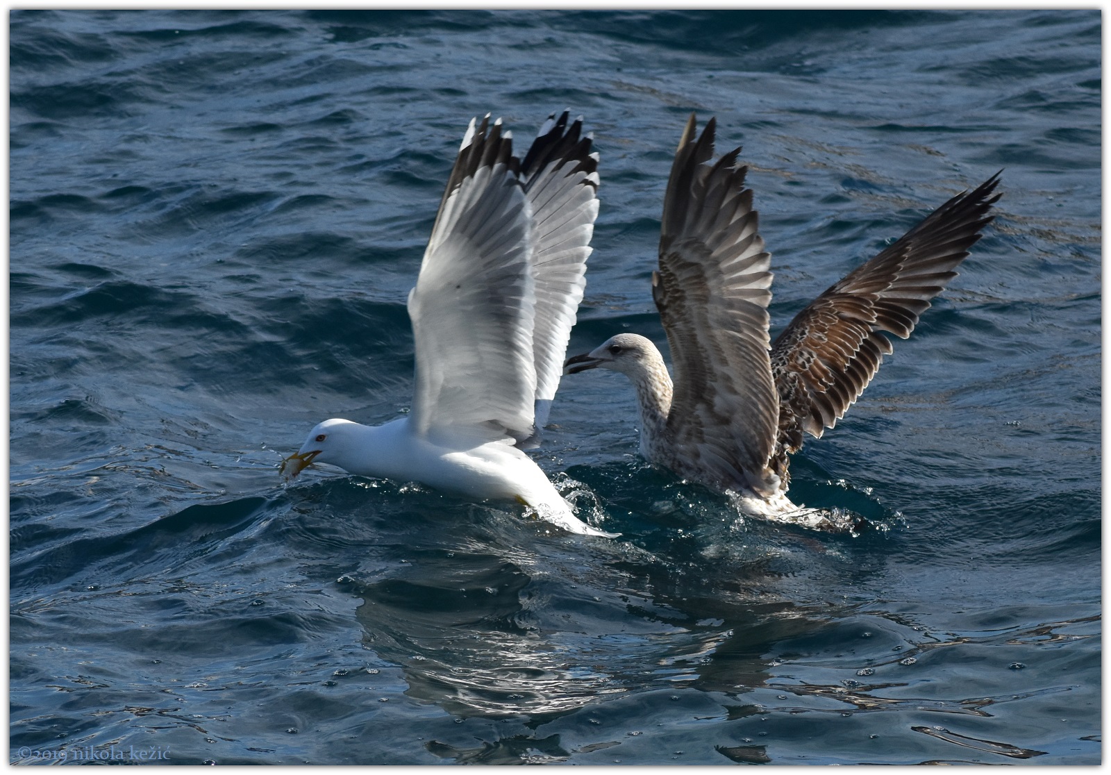 Prstenovani galeb - ISSA-VIS-Kut