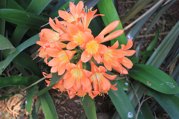 Gardening in Africa: Growing Clivias from seed
