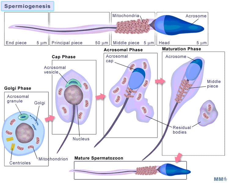 MAKALAH SPERMATOGENESIS DAN OOGENESIS