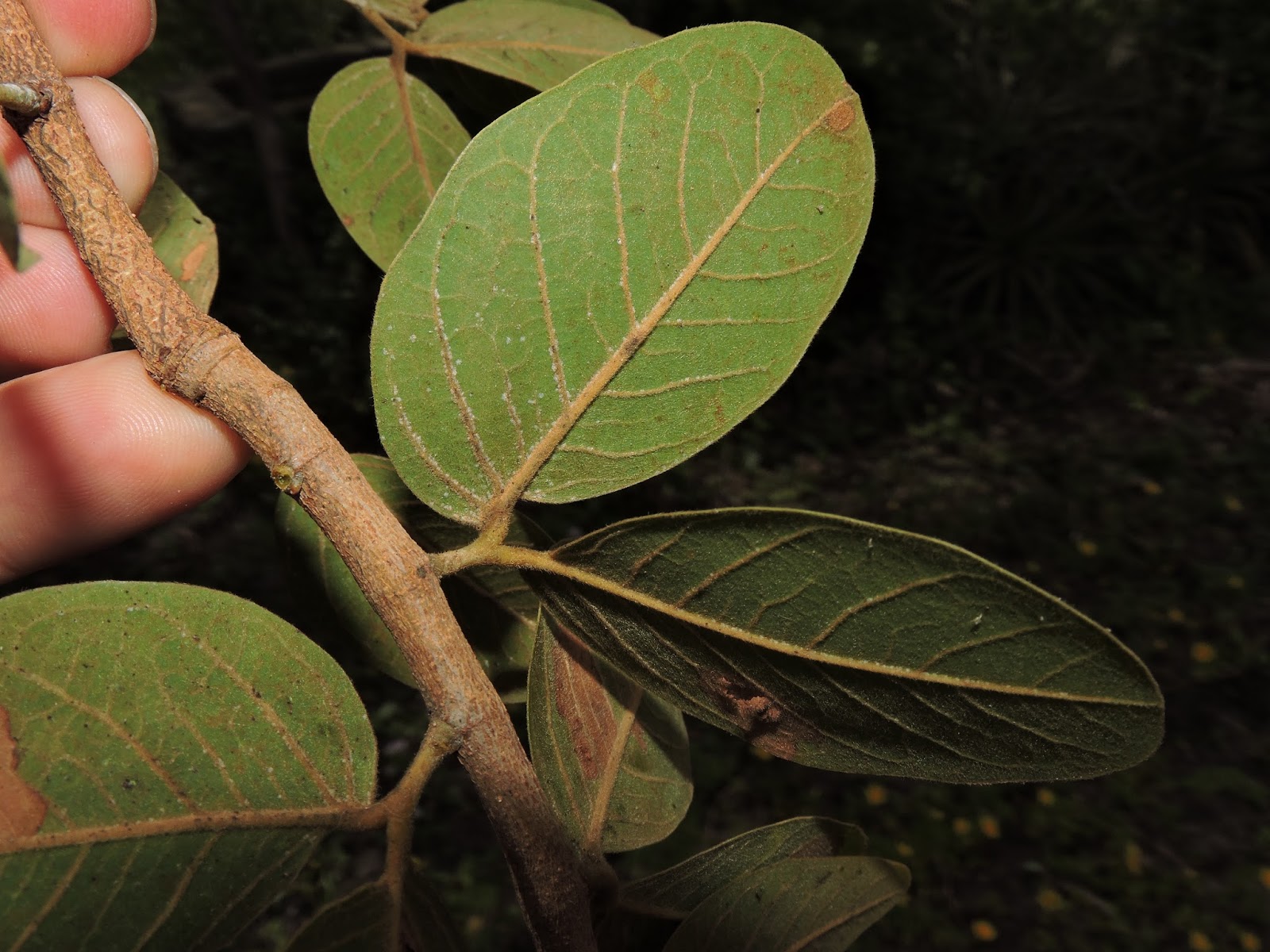 Fabaceae - Leguminosae no Brasil: Hymenaea