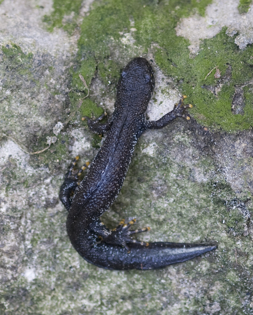 Species of UK: Week 21: Great Crested Newt (‘Triturus cristatus’)