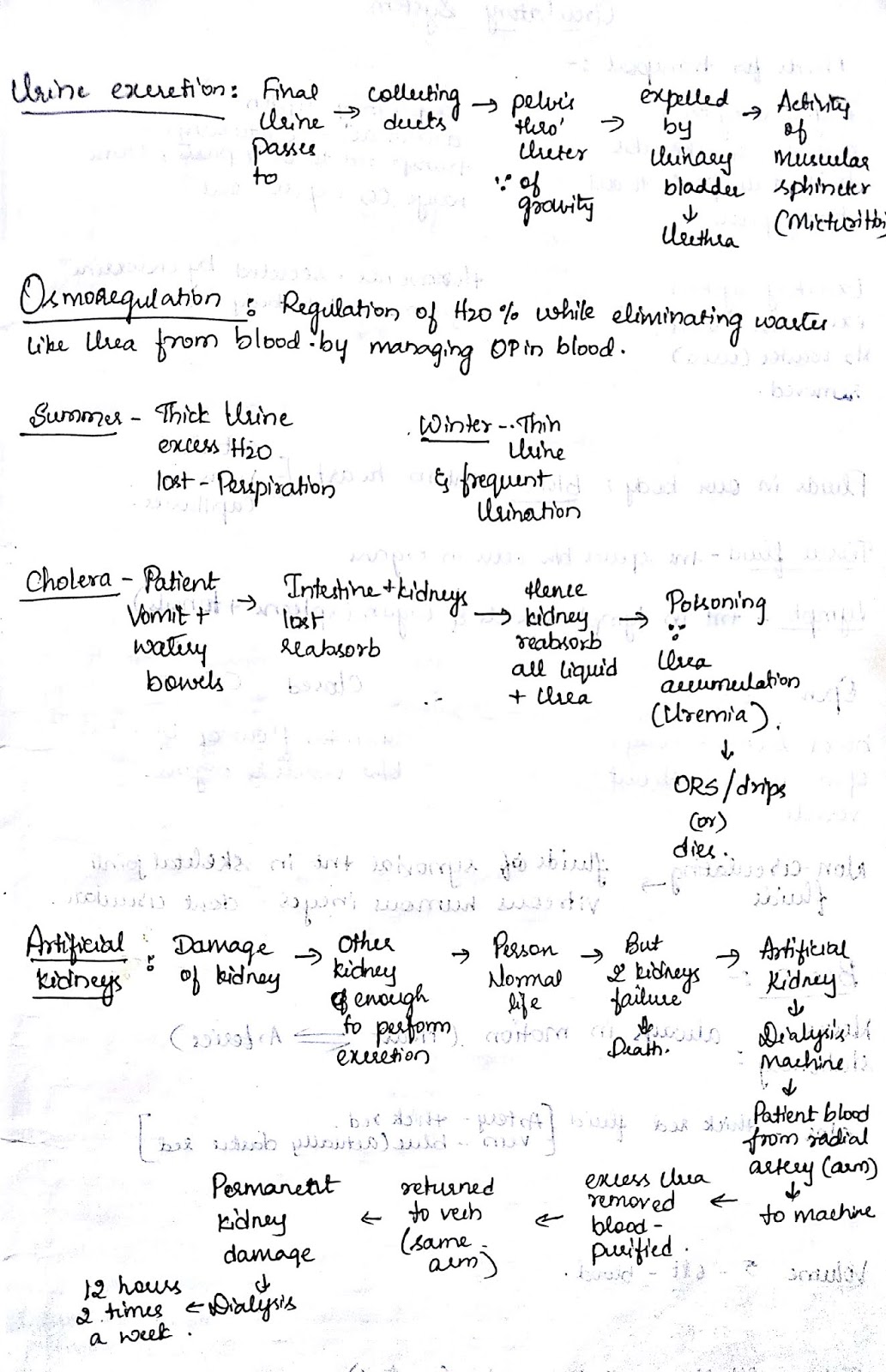 Excretory system/ notes/worksheets/ ICSE 10