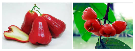 Eugenia aquea (jambu air) ~ Evolusi Dan Keragaman Tumbuhan Buah Edibel ...