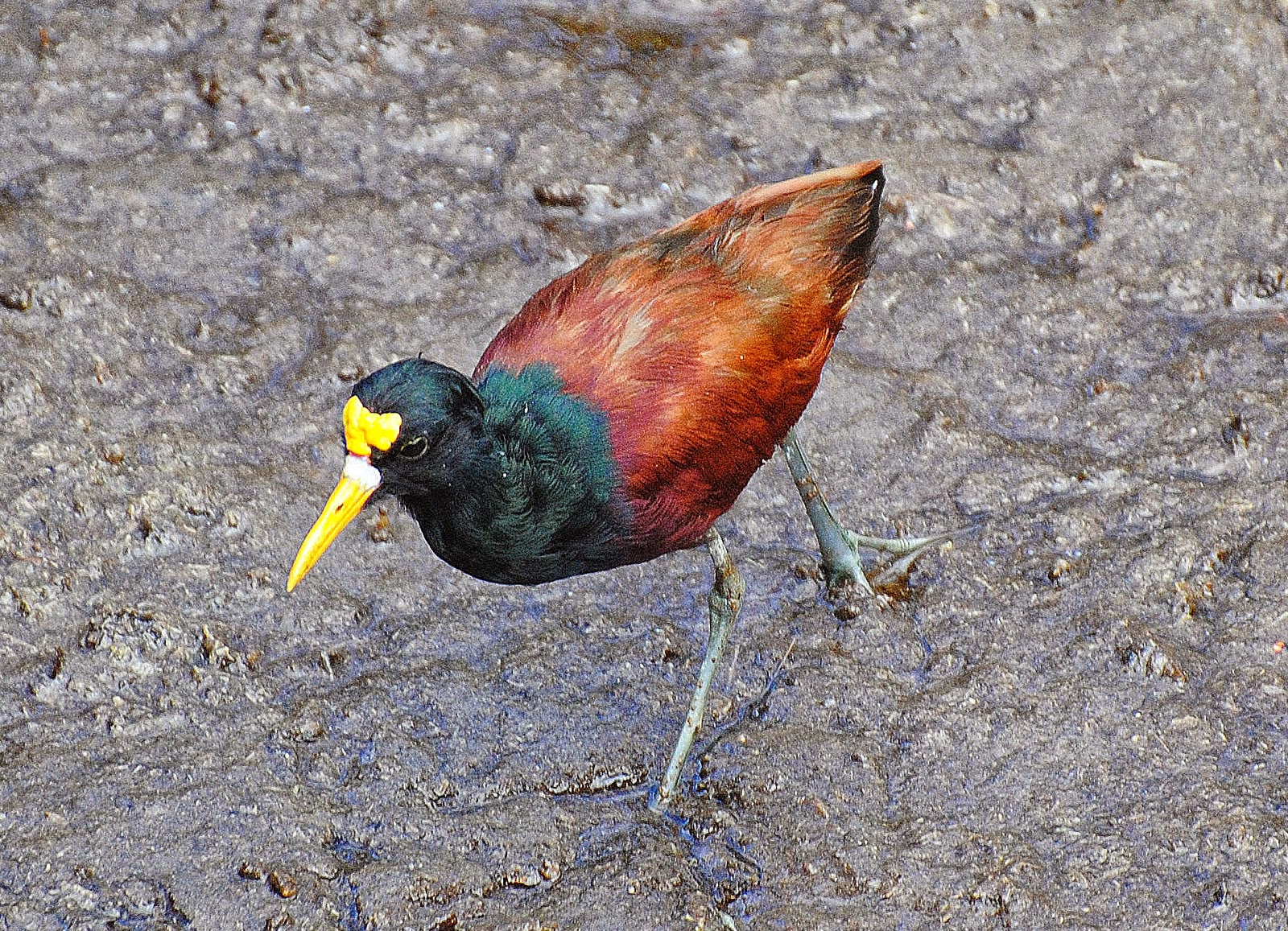 JACANA BIRDS photos - wallpapers | the fun bank