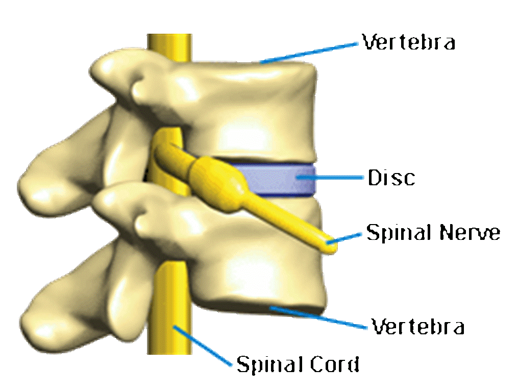 Construction of spine