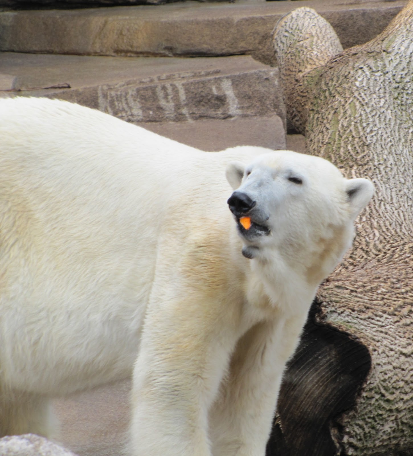 My Polar Bear Friends and Friends of Polar Bears: Willie and his lady ...