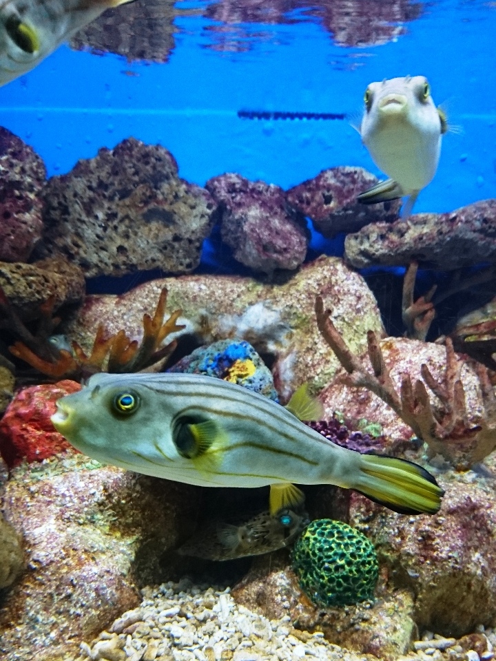 Juan Trip At A Time: Manila Ocean Park: A Guide to Exploring the Oceanarium