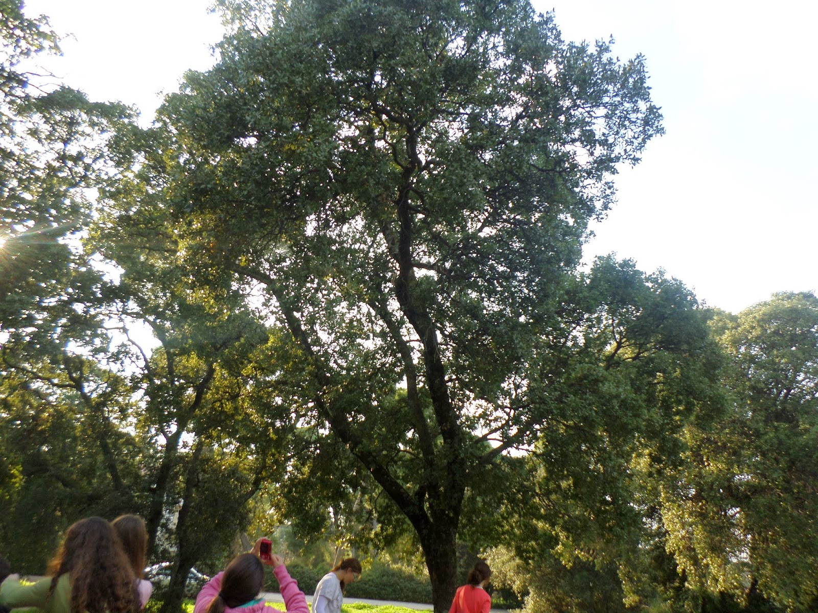 ΟΜΑΔΑ ΜΕΛΕΤΗΣ ΧΛΩΡΙΔΑΣ Π.Π.Γ. ΑΝΑΒΡΥΤΩΝ: Quercus coccifera πουρνάρια ...