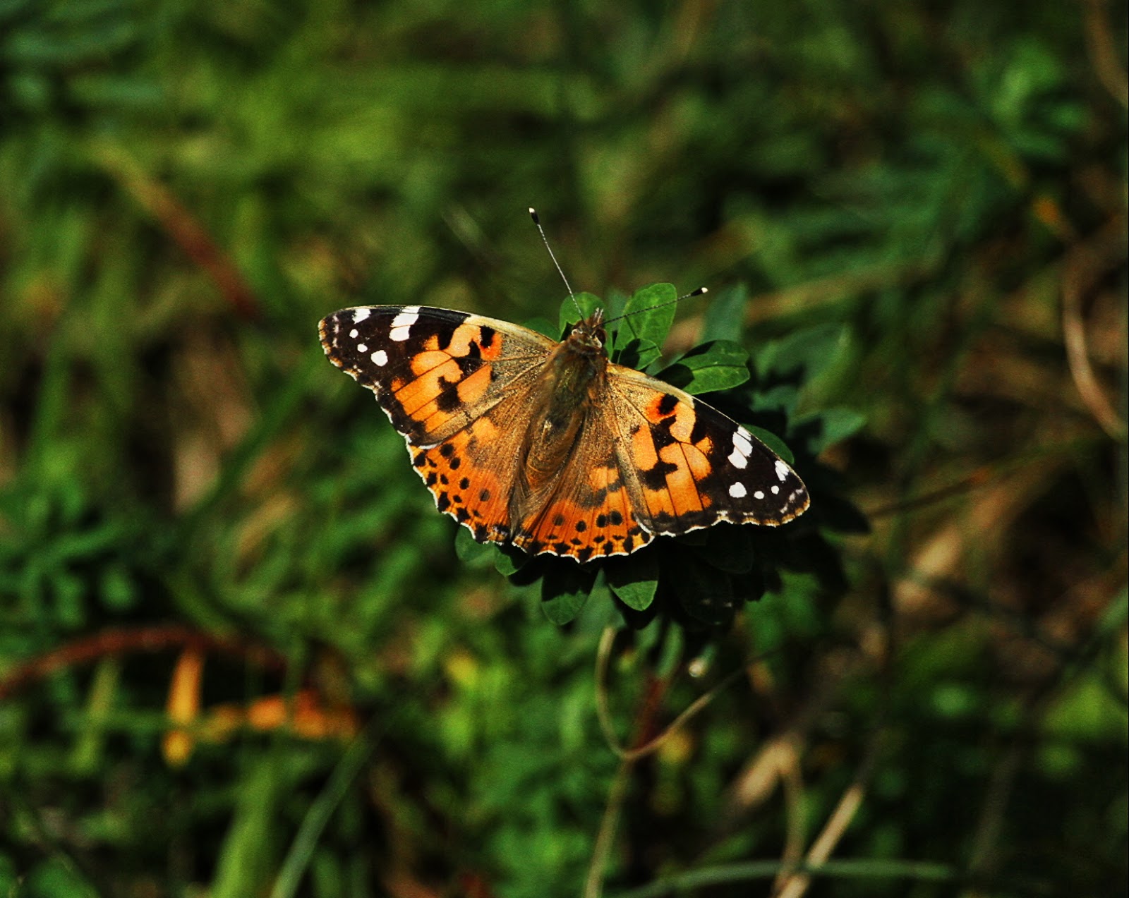 Gower Wildlife: January Butterflies